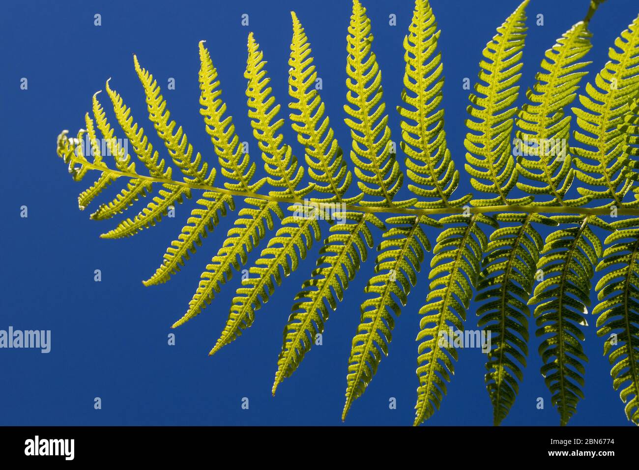 Tree Fern Fronds with blue sky Stock Photo - Alamy