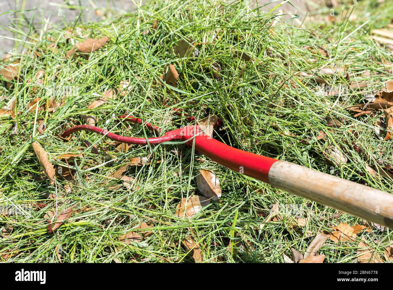 Red metal garden fork used to collect grass Stock Photo - Alamy