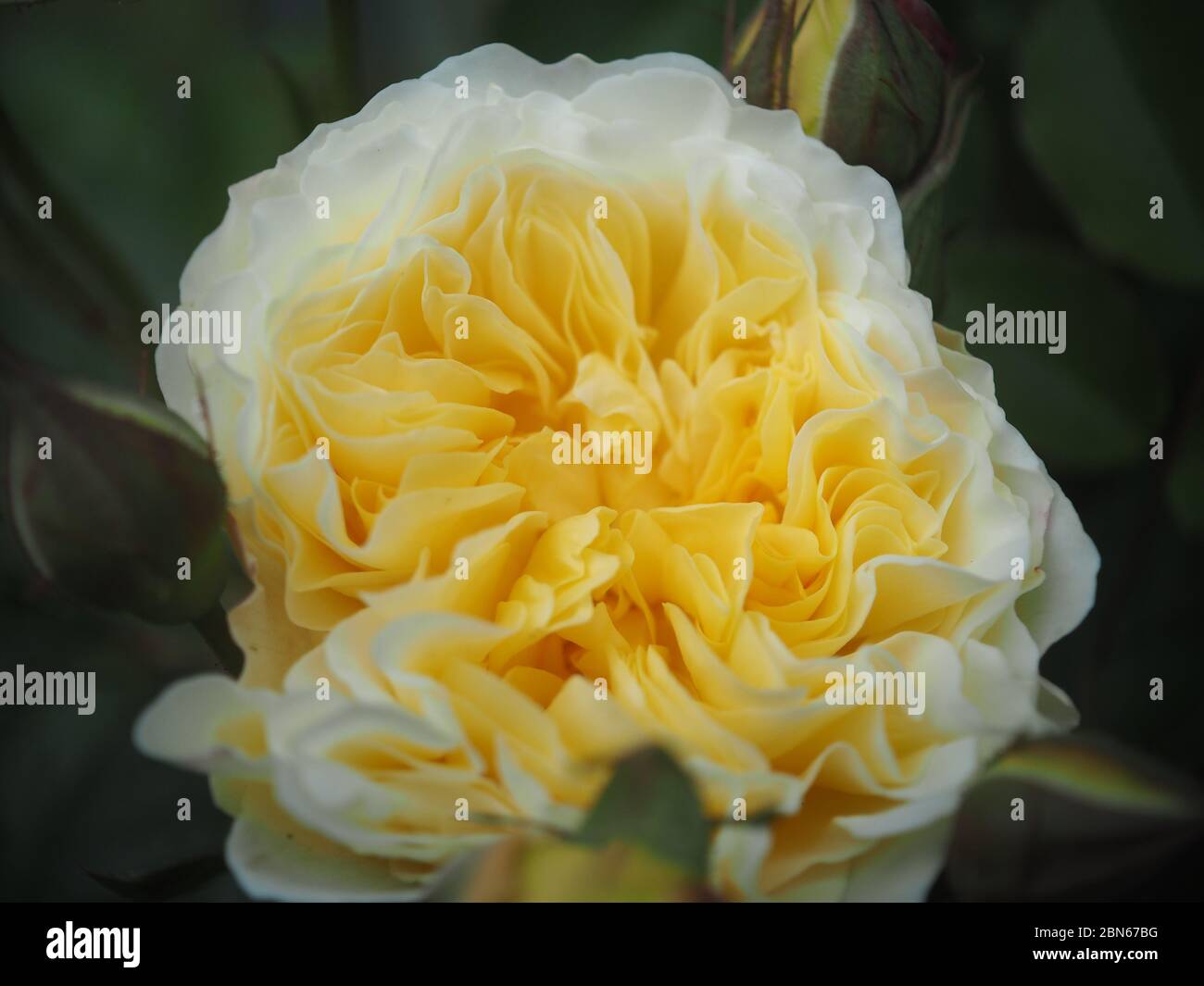 Cream flower on climbing rose "Pilgrim" close up Stock Photo - Alamy