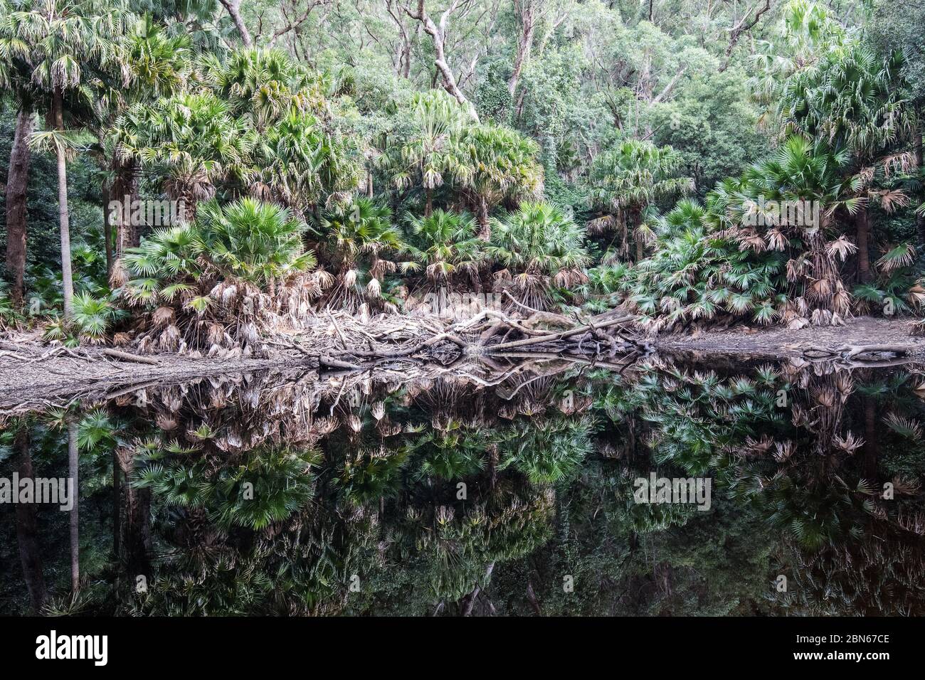 Cabbage Tree Palm High Resolution Stock Photography and Images - Alamy
