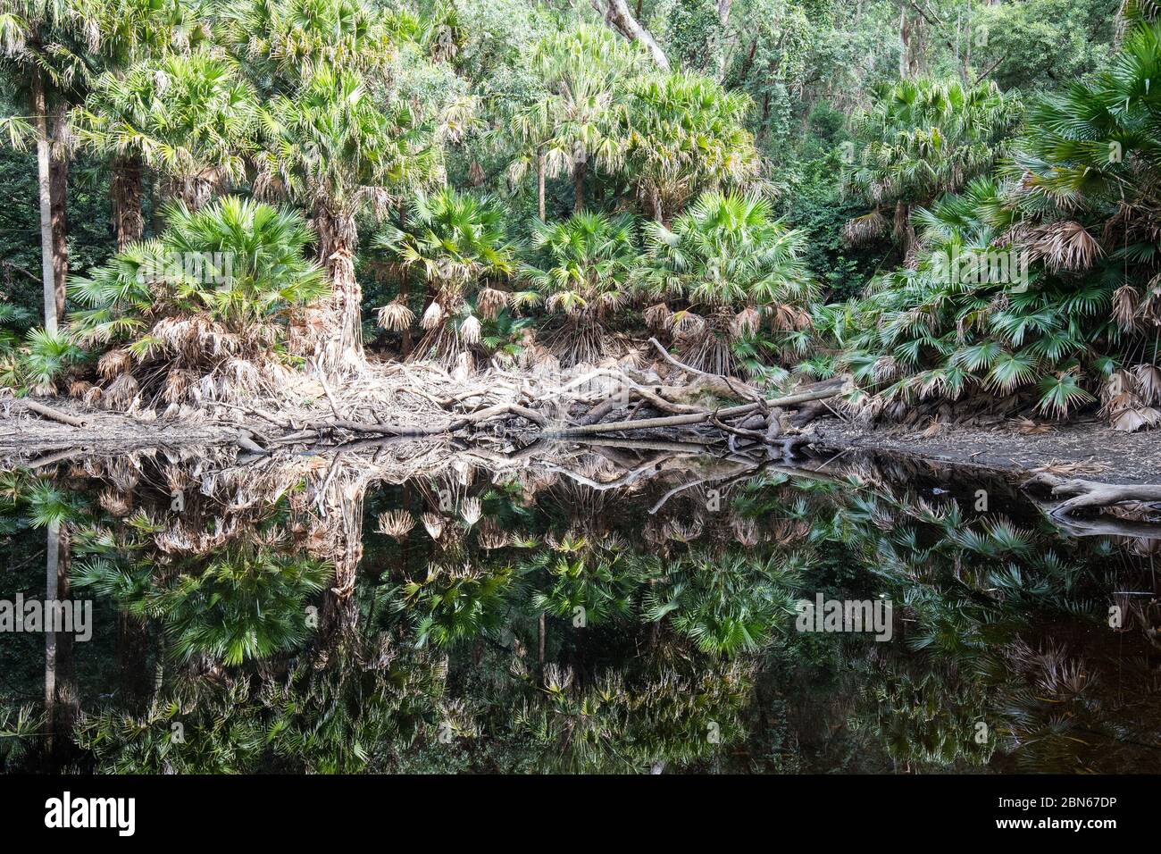Cabbage Tree Palm reflections in pool Stock Photo - Alamy