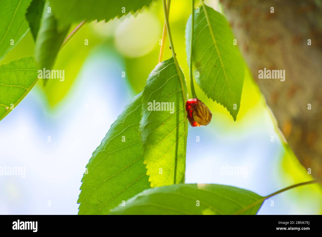 A single cherry hanging from a branch eaten by birds pests insects ...