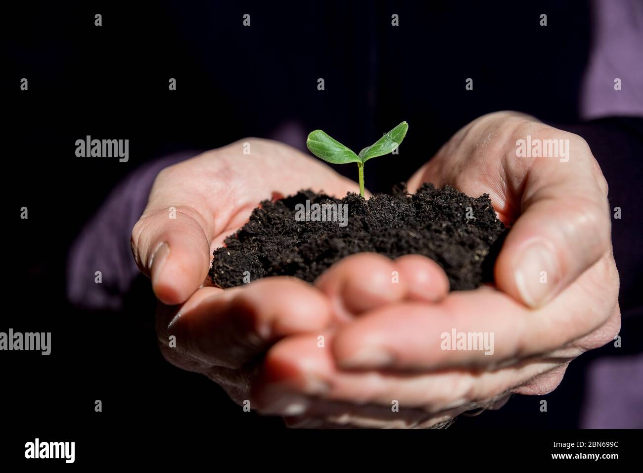 Male hands holding young plant. Ecology concept.Hands holding soil with ...