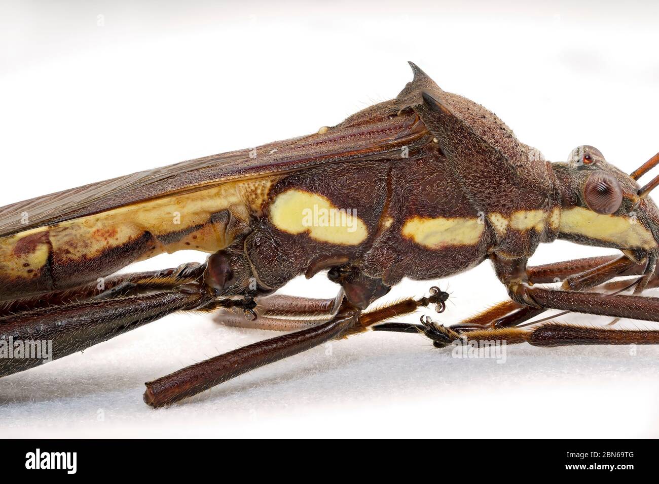 Extreme macro of a brown bean bug, also known as a pod-sucking bug ...