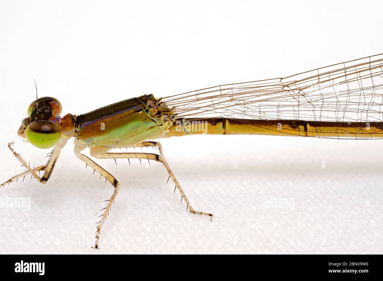 Extreme macro of a very small dragonfly isolated on a white background ...