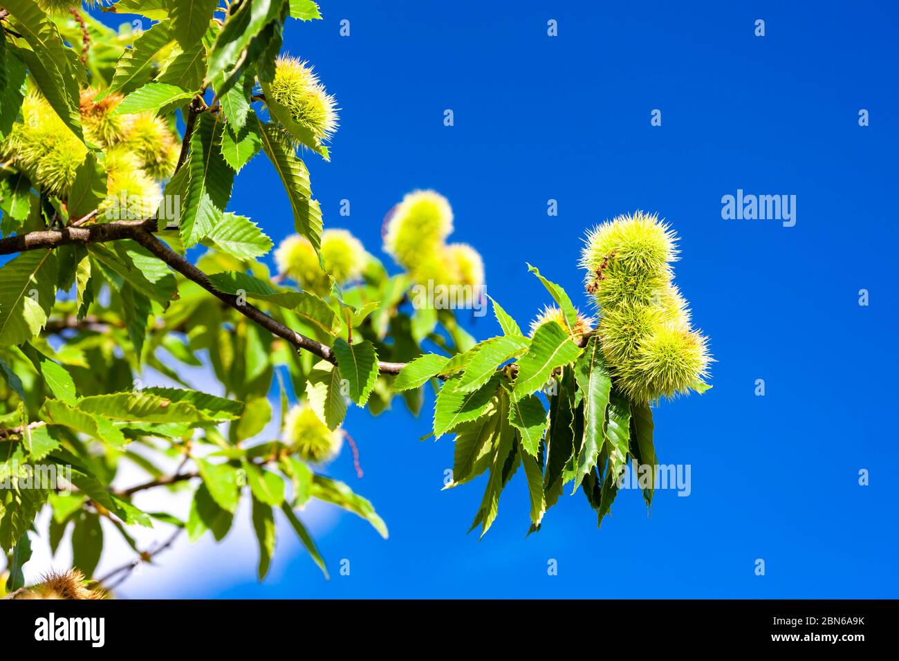Japanese horse chestnut hi-res stock photography and images - Alamy