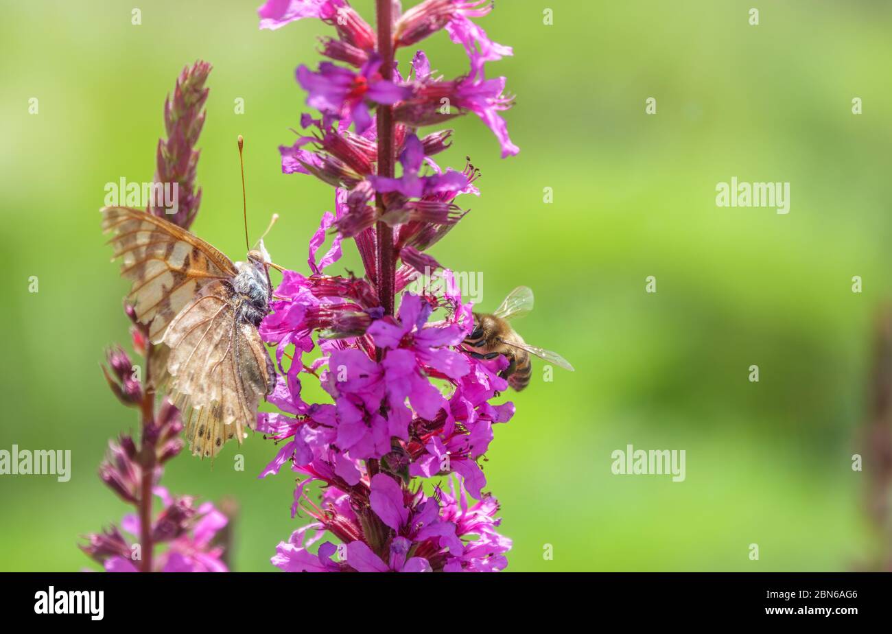 Butterfly and bee are sitting opposite each other on a bright purple ...