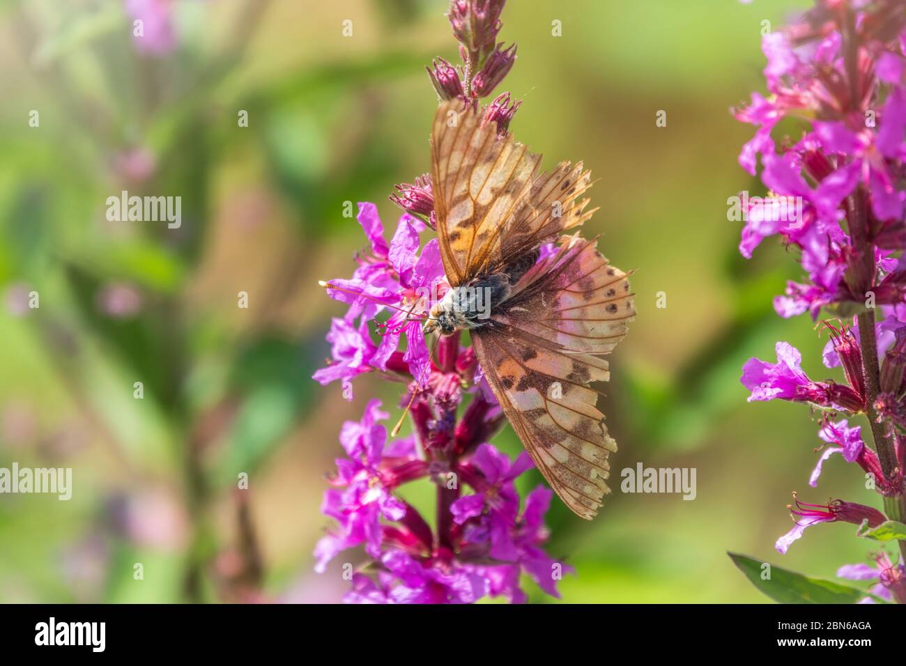 Butterfly Vanessa cardui sits on bright purple Loosestrife flower and ...