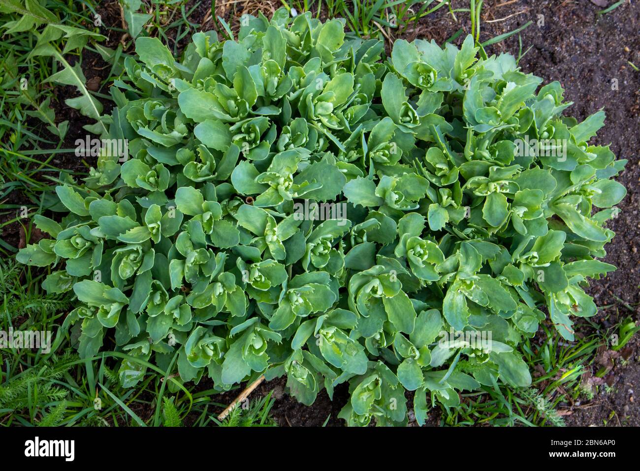 Blue Spurge Euphorbia Myrsinites High Resolution Stock Photography and ...