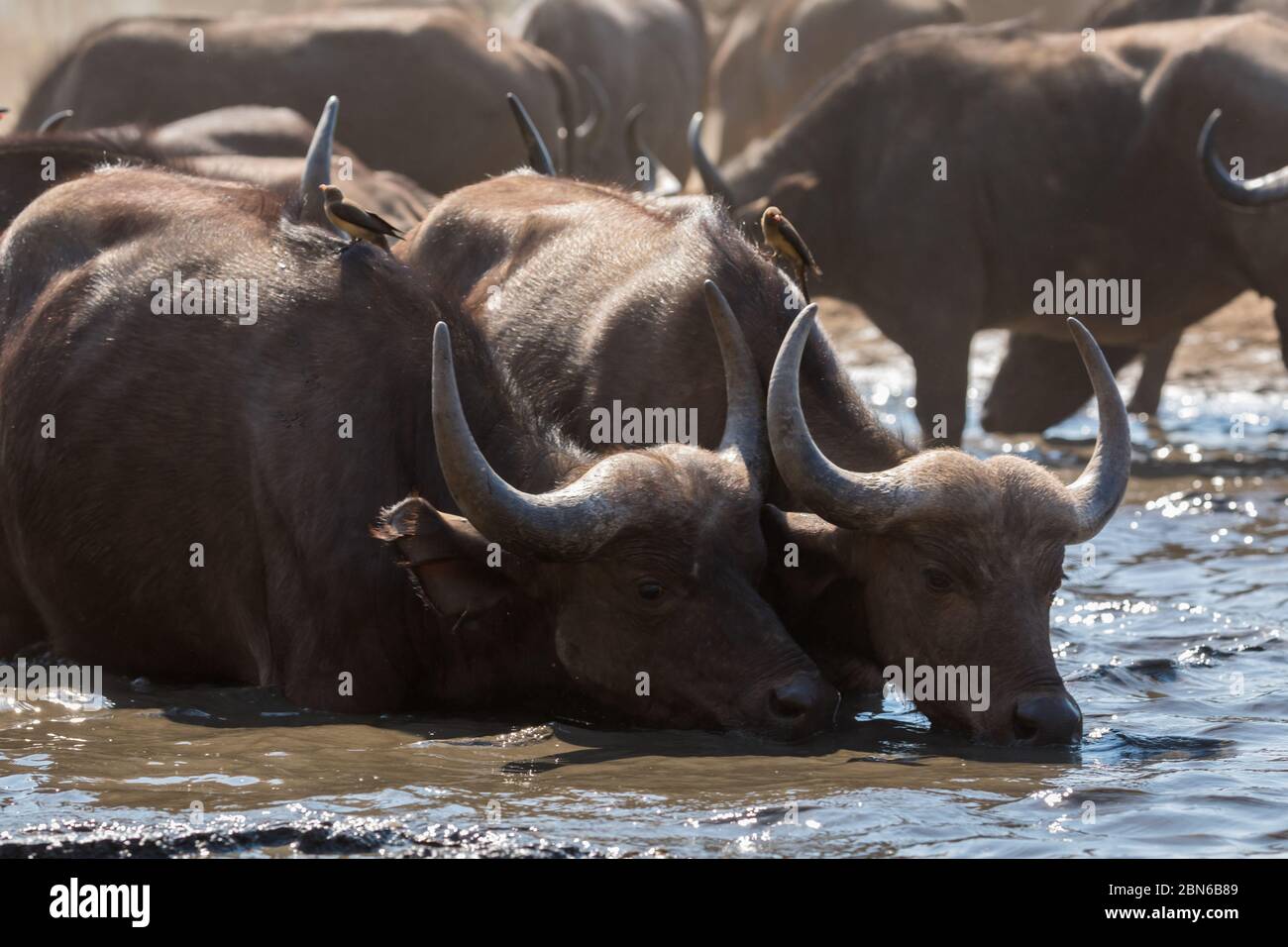 Huge herd of african buffalos drinking at a waterhole near Kavinga ...