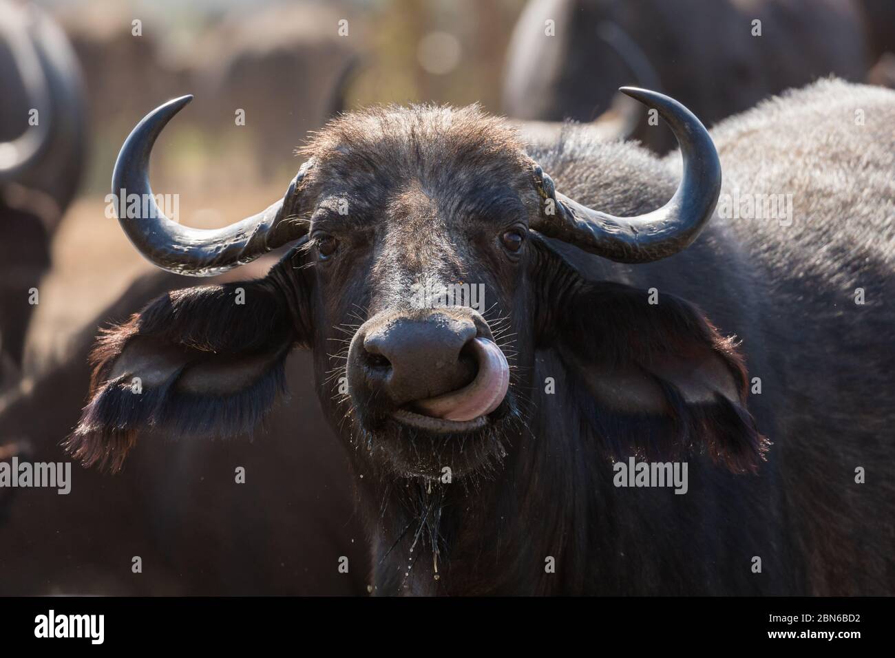 Buffalo tongue hi-res stock photography and images - Alamy