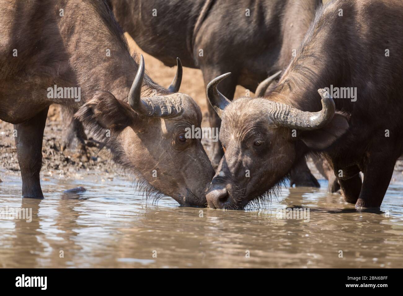 Huge herd of african buffalos drinking at a waterhole near Kavinga ...