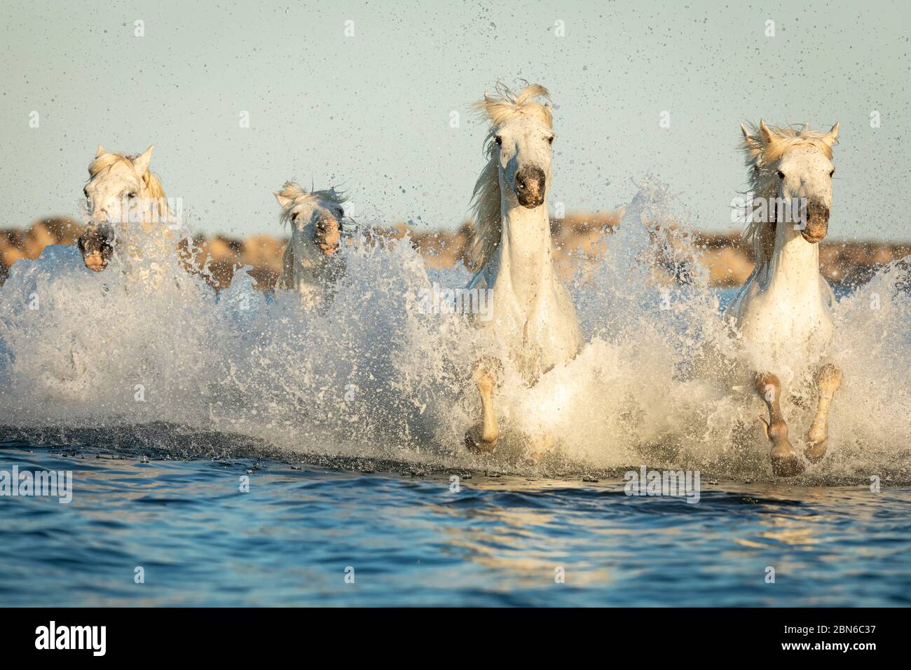 The rhône estuary in the camargue hi-res stock photography and images ...
