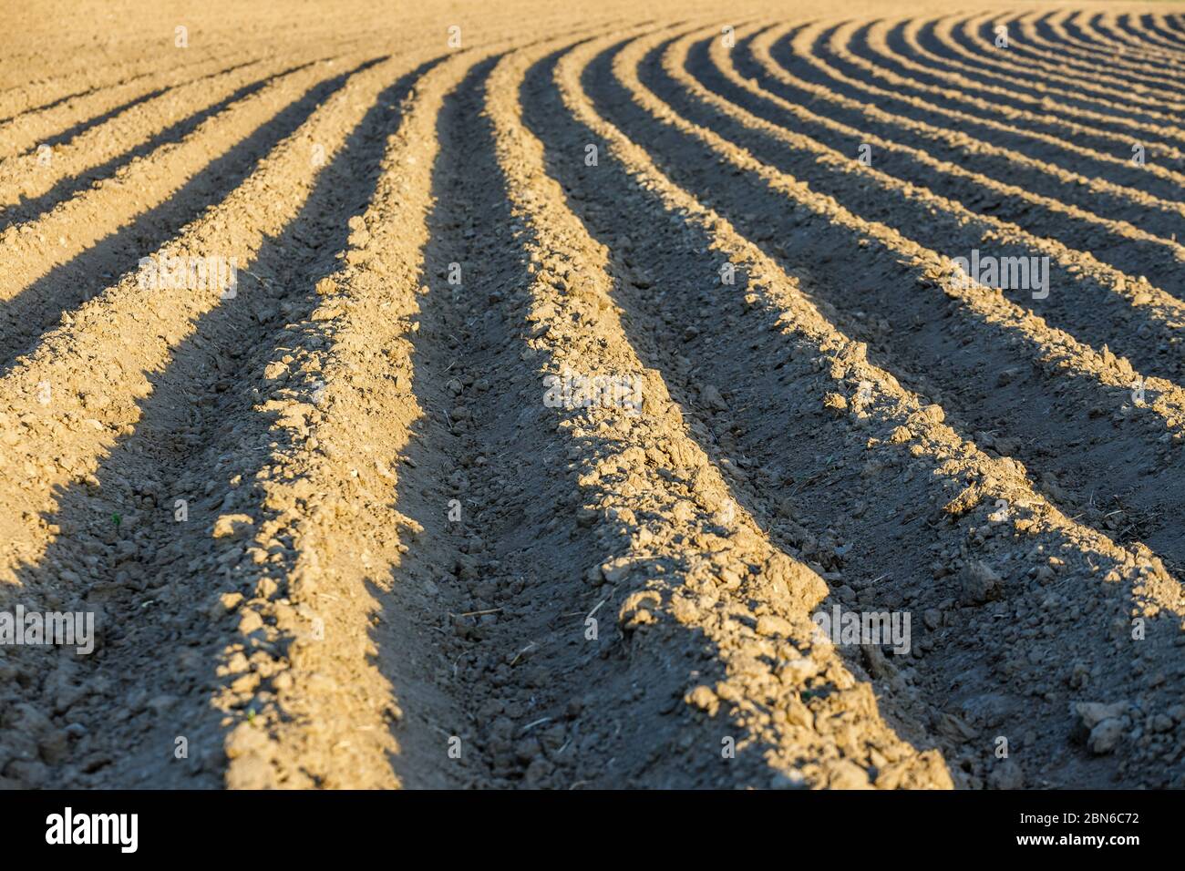 Furrows row pattern in a plowed field prepared for planting crops in ...
