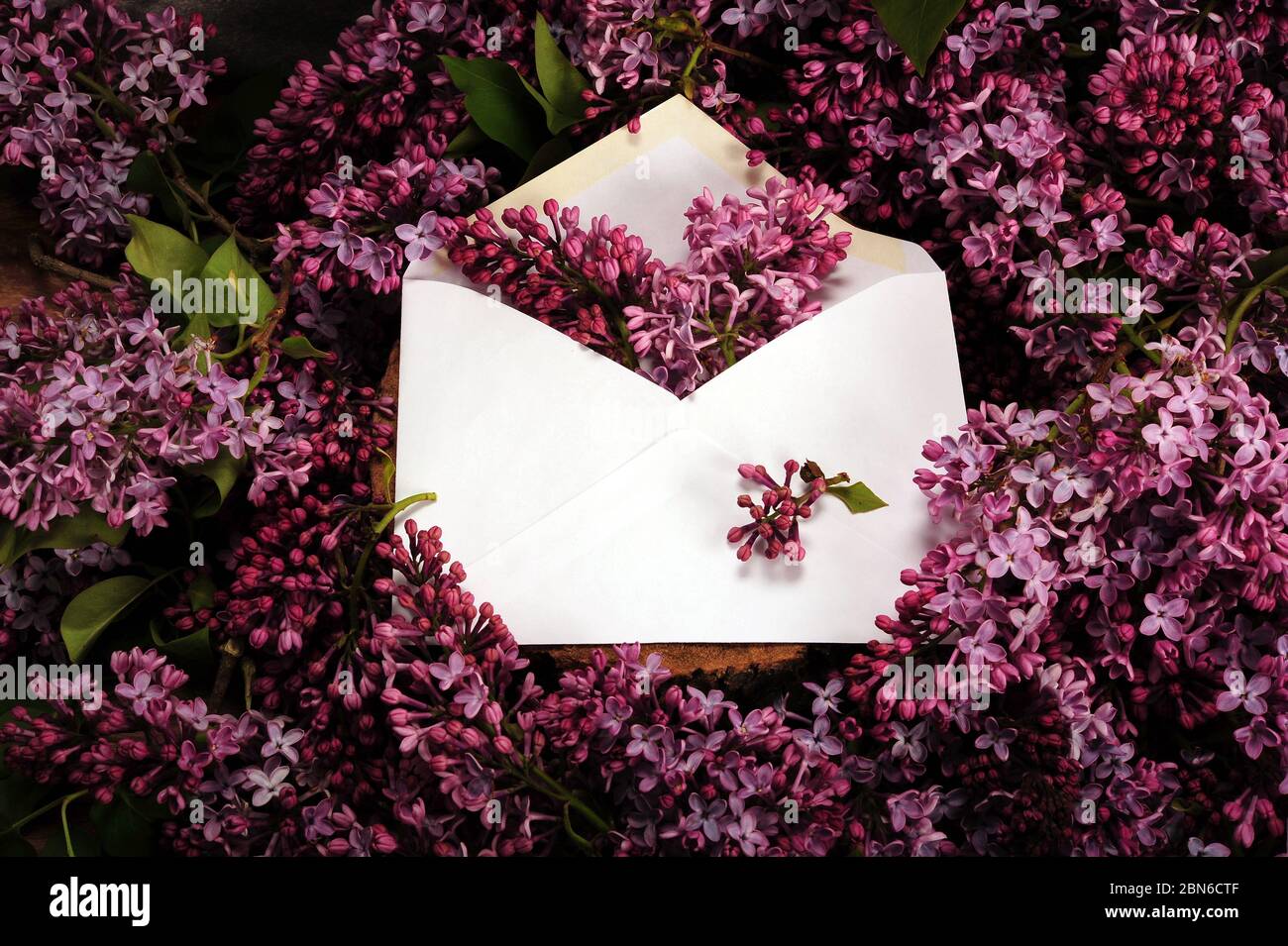 Open white envelope with lilacs surrounded by purple flowers and a few ...