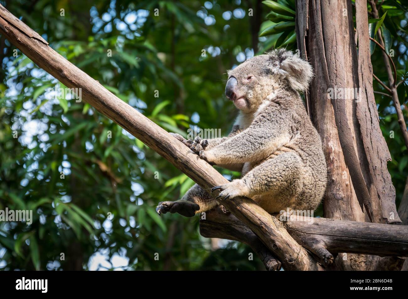 Koala sleeping on the tree Stock Photo - Alamy