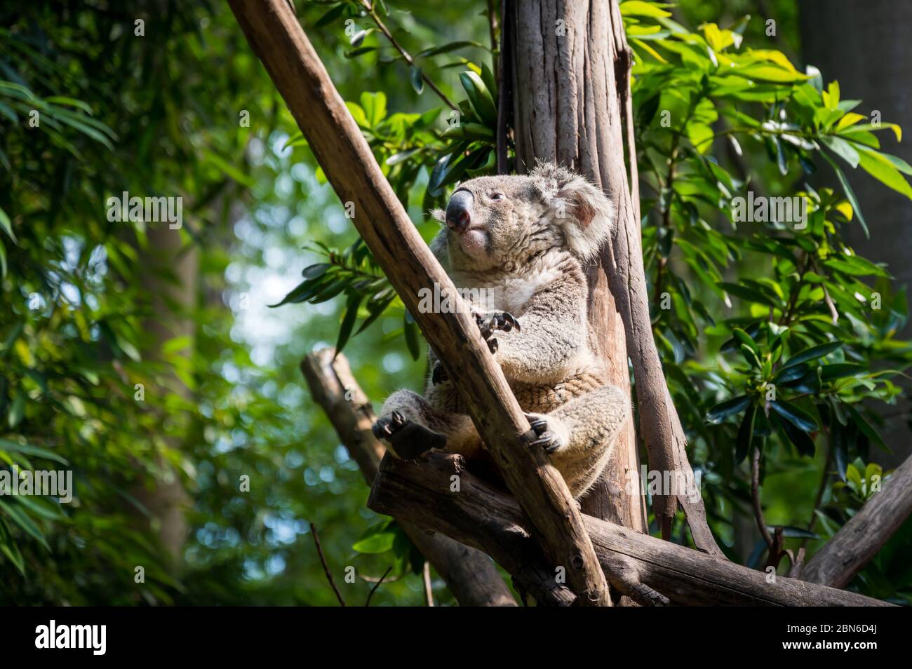 Koala sleeping on the tree Stock Photo - Alamy