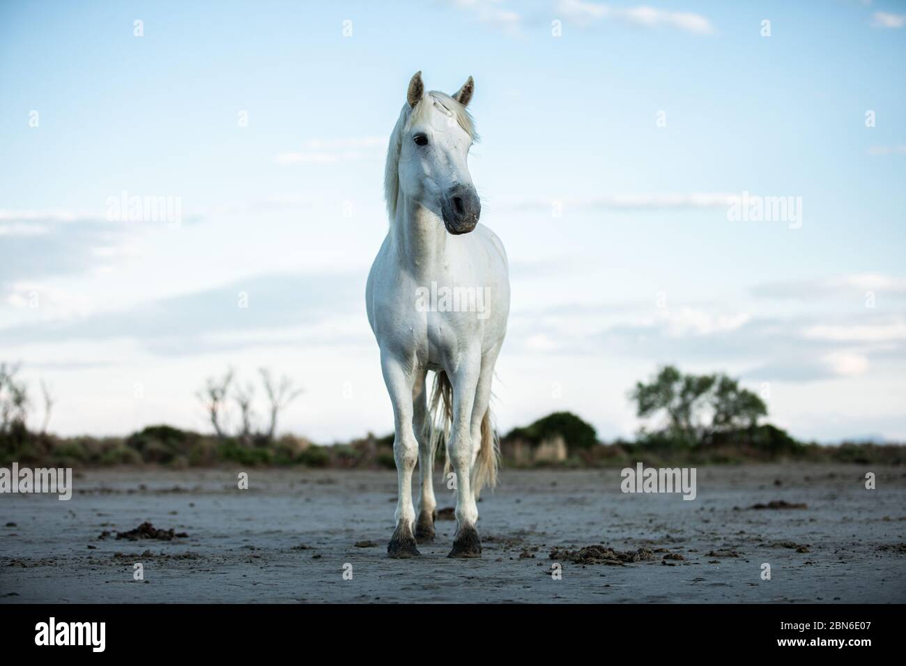 The rhône estuary in the camargue hi-res stock photography and images ...