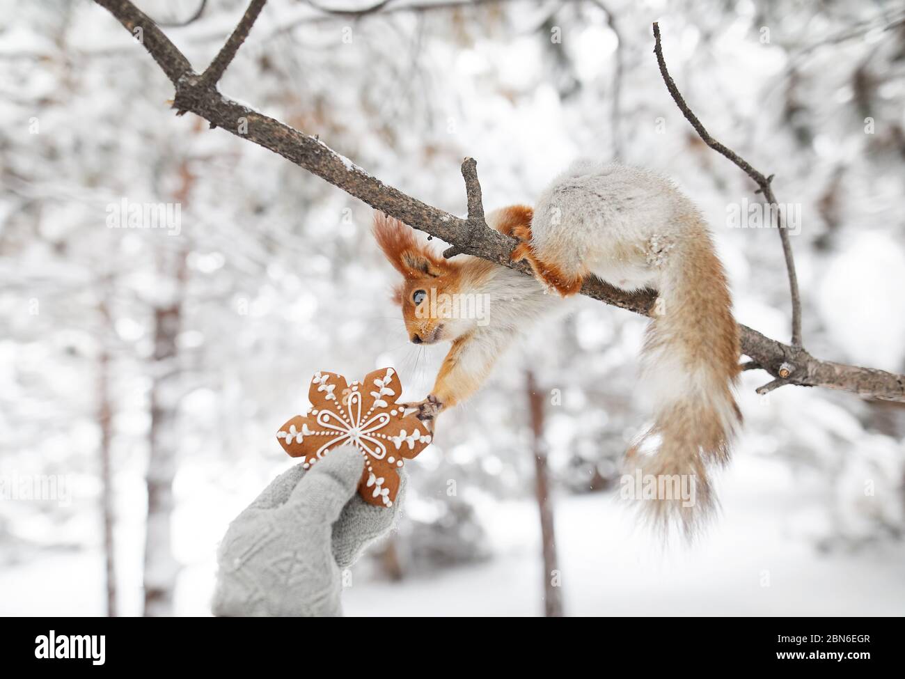 Girl giving ginger bread to Funny squirrel in the snow forest on ...