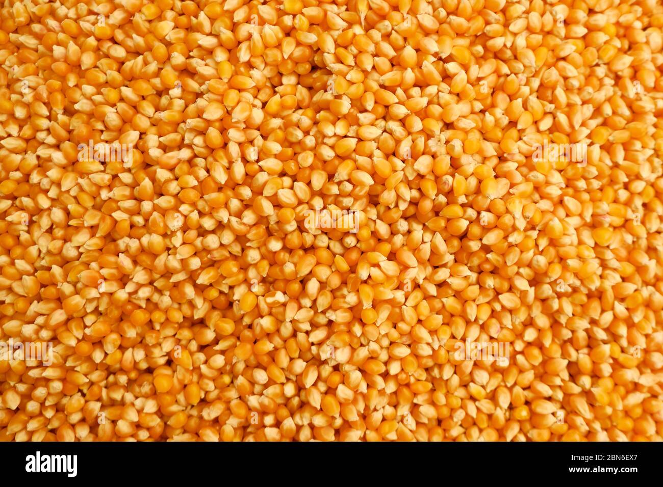 corn cereal kernels background or texture concept Stock Photo - Alamy