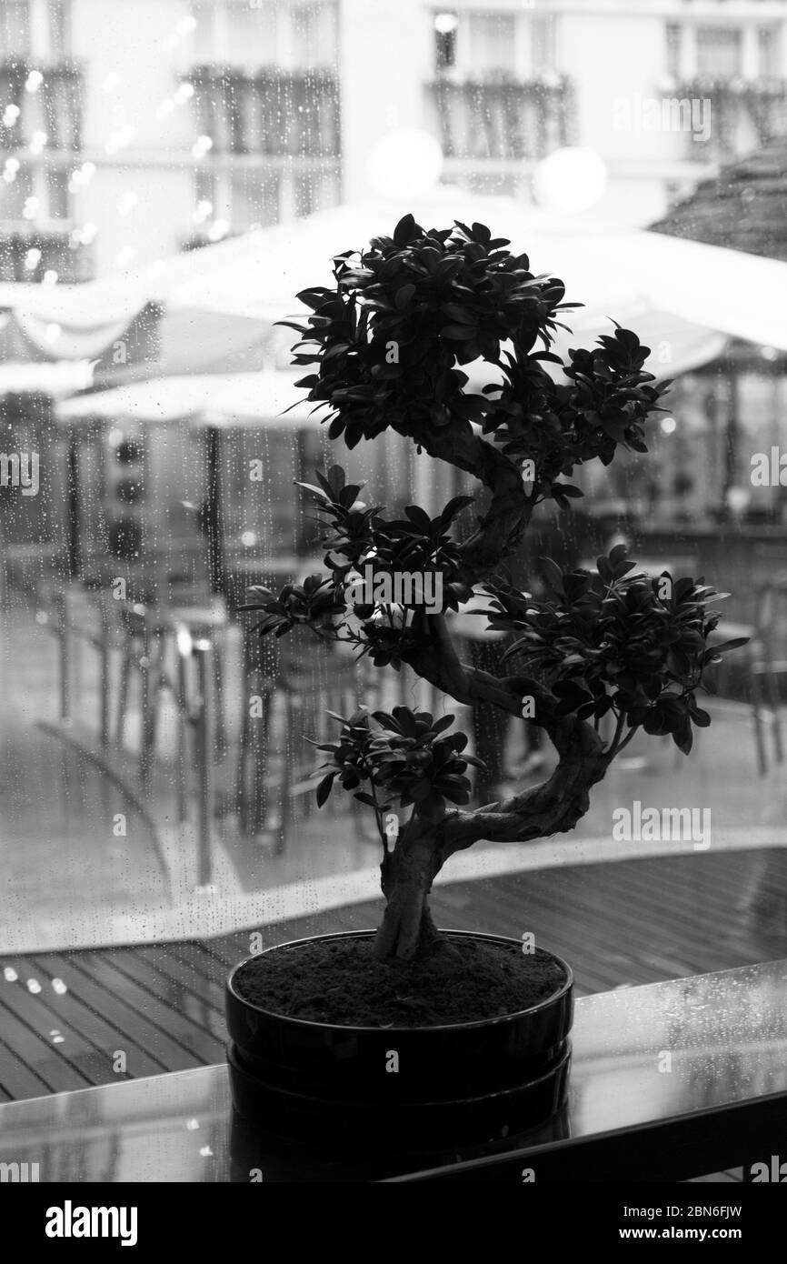 Botanical garden trees form Black and White Stock Photos & Images - Alamy