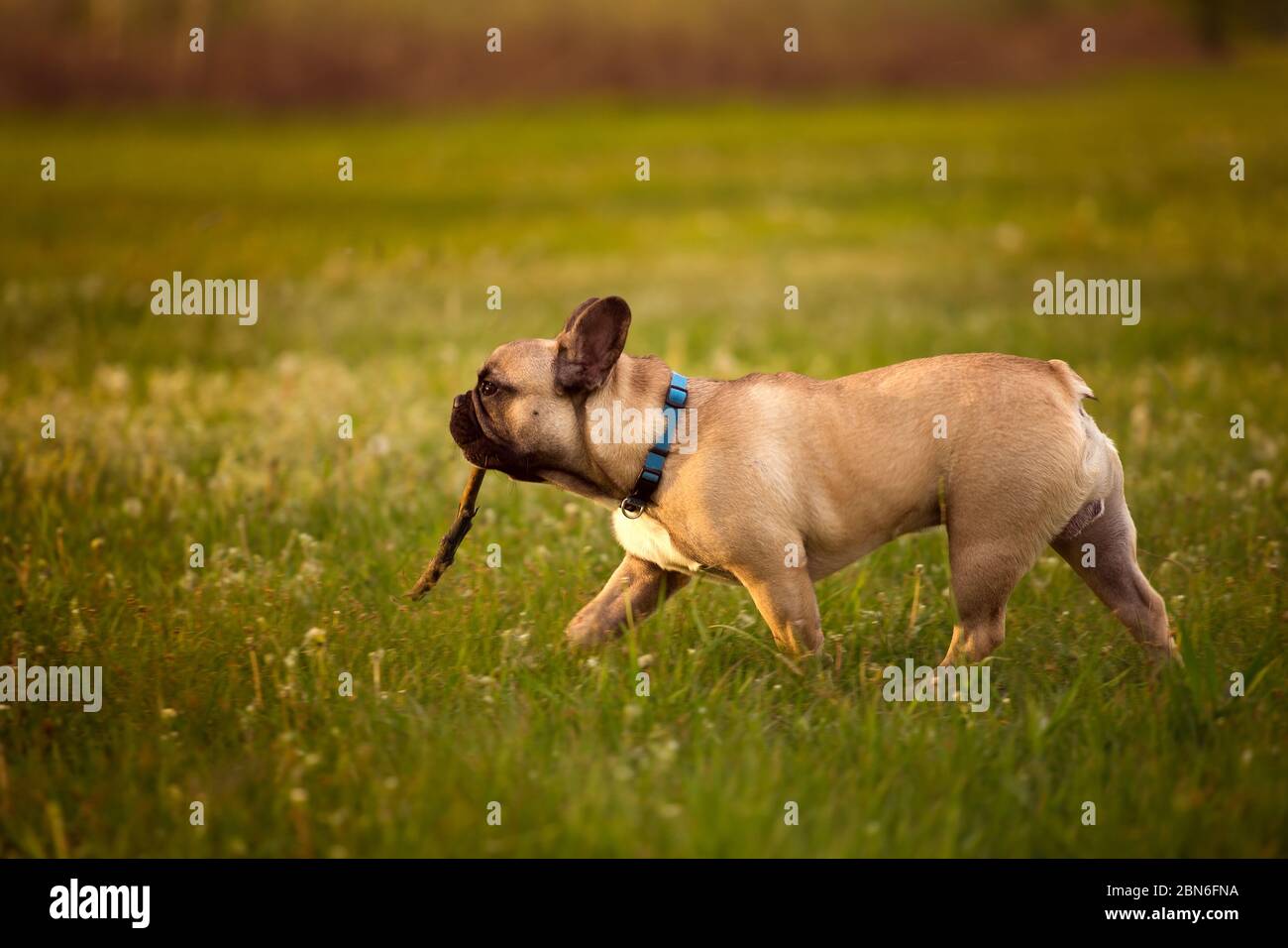 French bulldog fetching stick and playing Stock Photo - Alamy