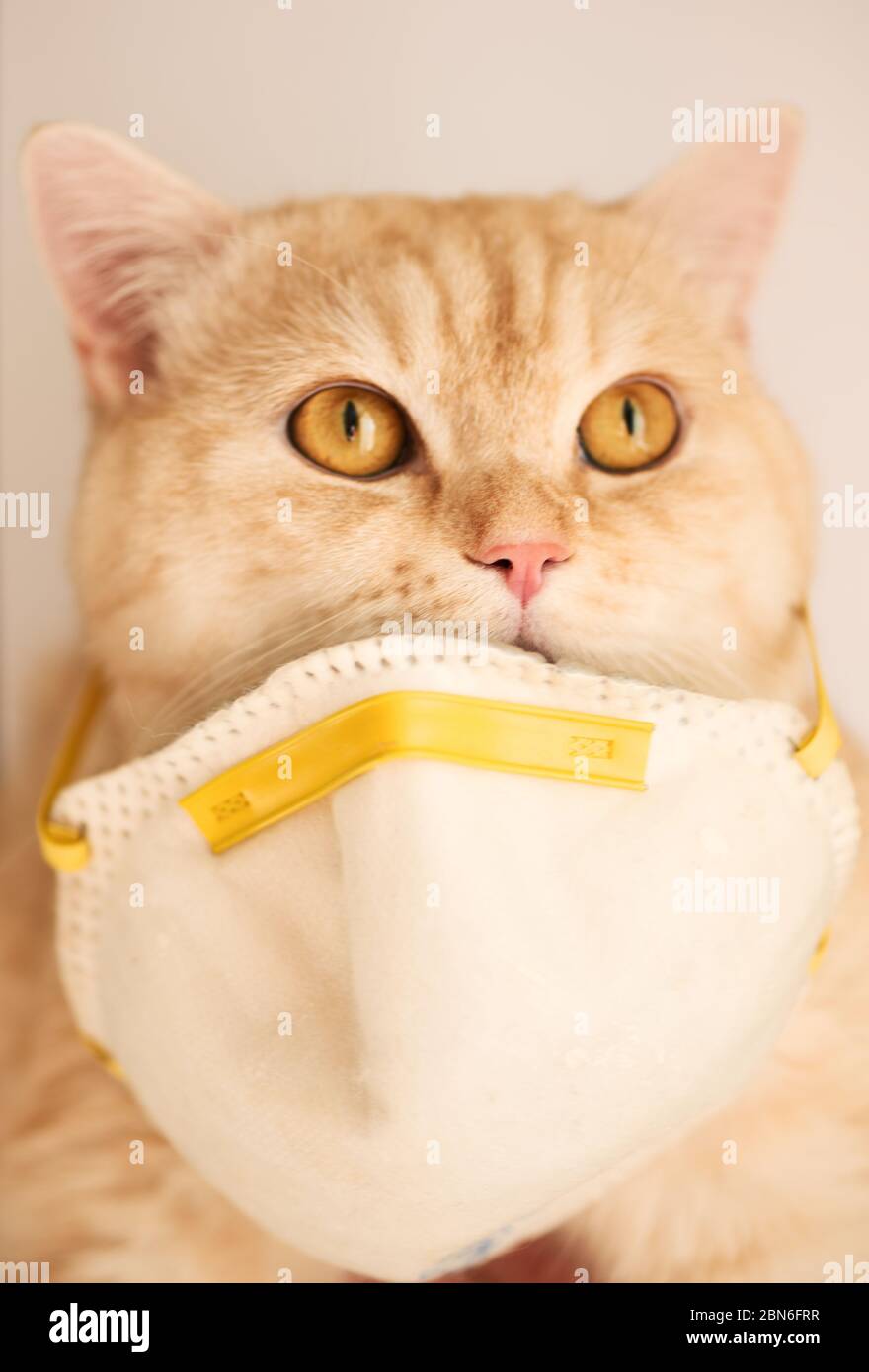 Cat in mask hi-res stock photography and images - Alamy