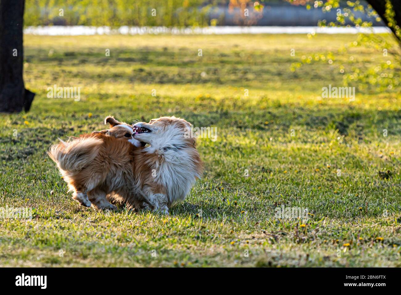 happy and active purebred Welsh Corgi dogs playing in the grass field ...