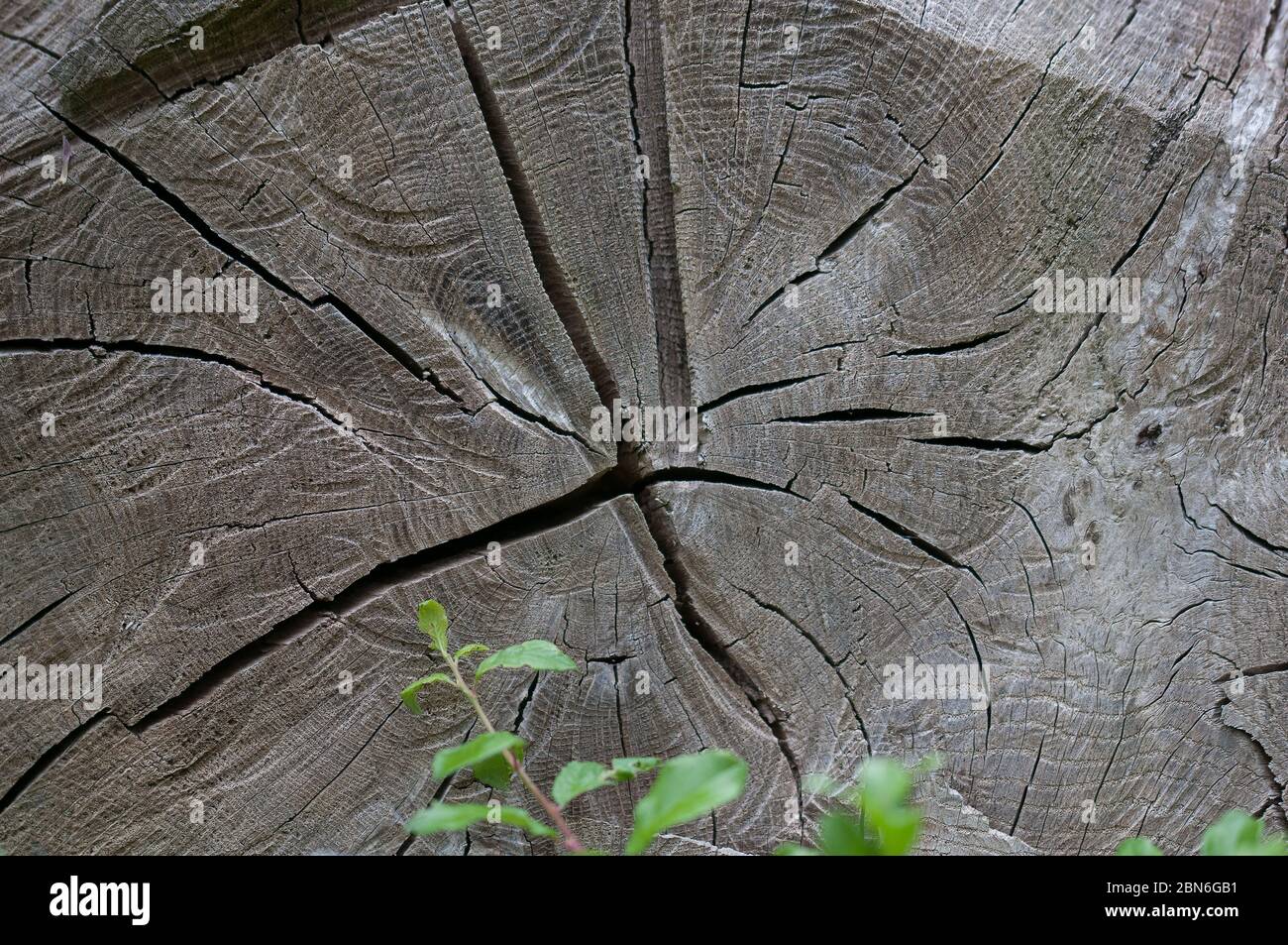 close of of wood grain Stock Photo - Alamy
