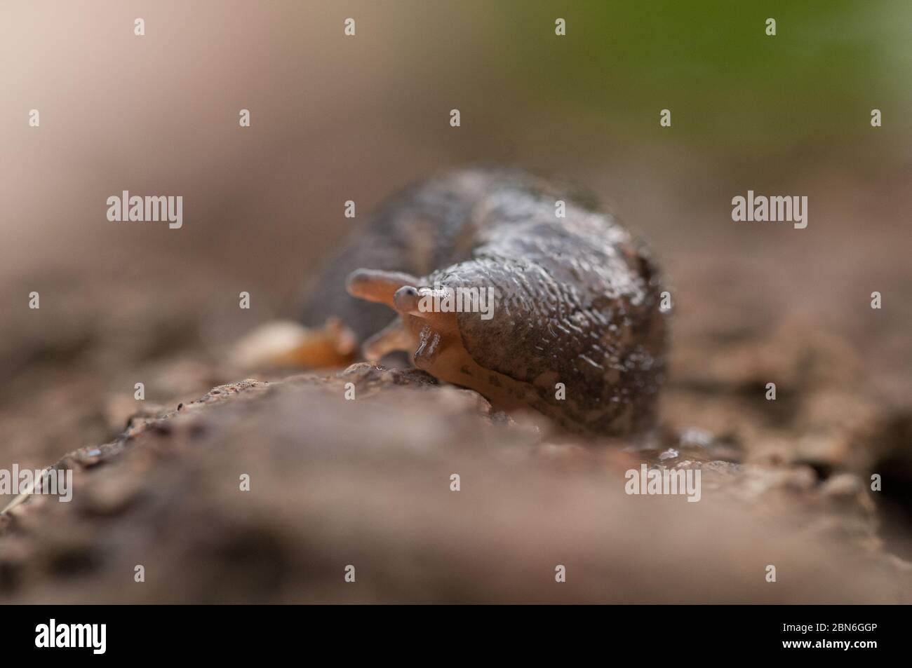 Slug grain hi-res stock photography and images - Alamy