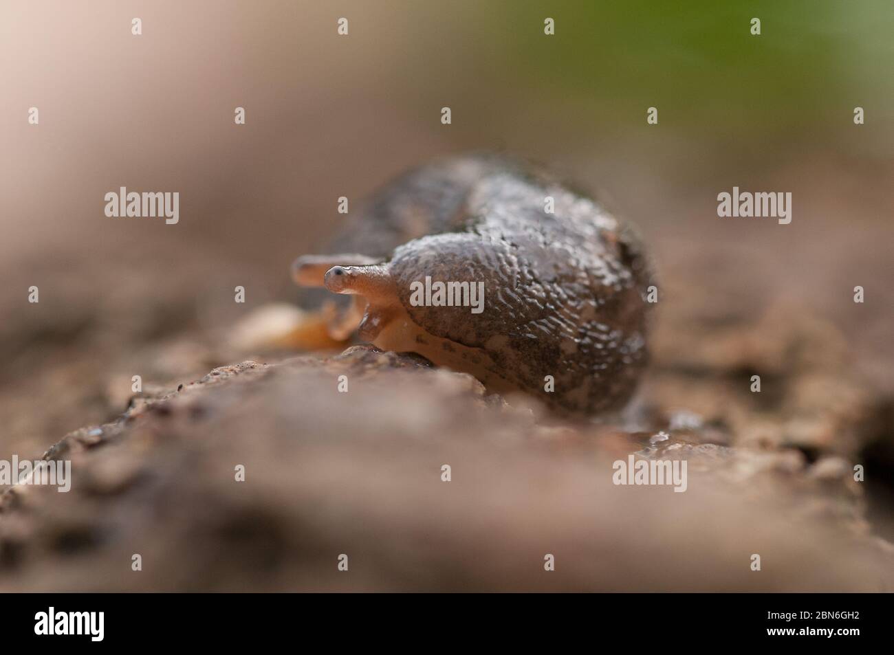 Slug grain hi-res stock photography and images - Alamy