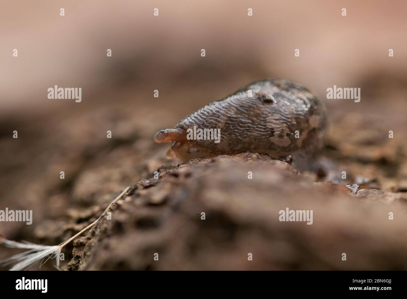 Slug grain hi-res stock photography and images - Alamy