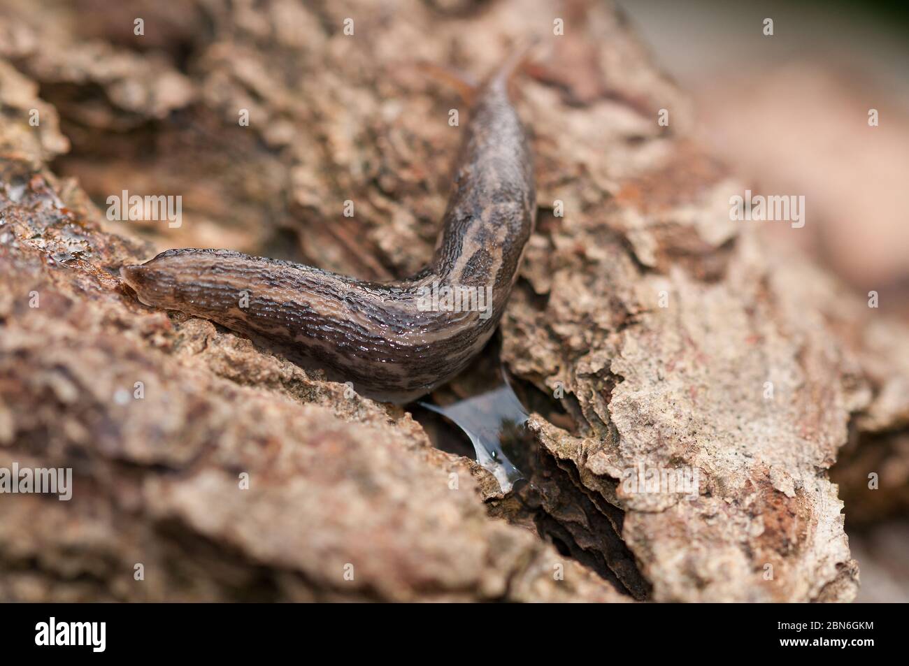 Slug grain hi-res stock photography and images - Alamy