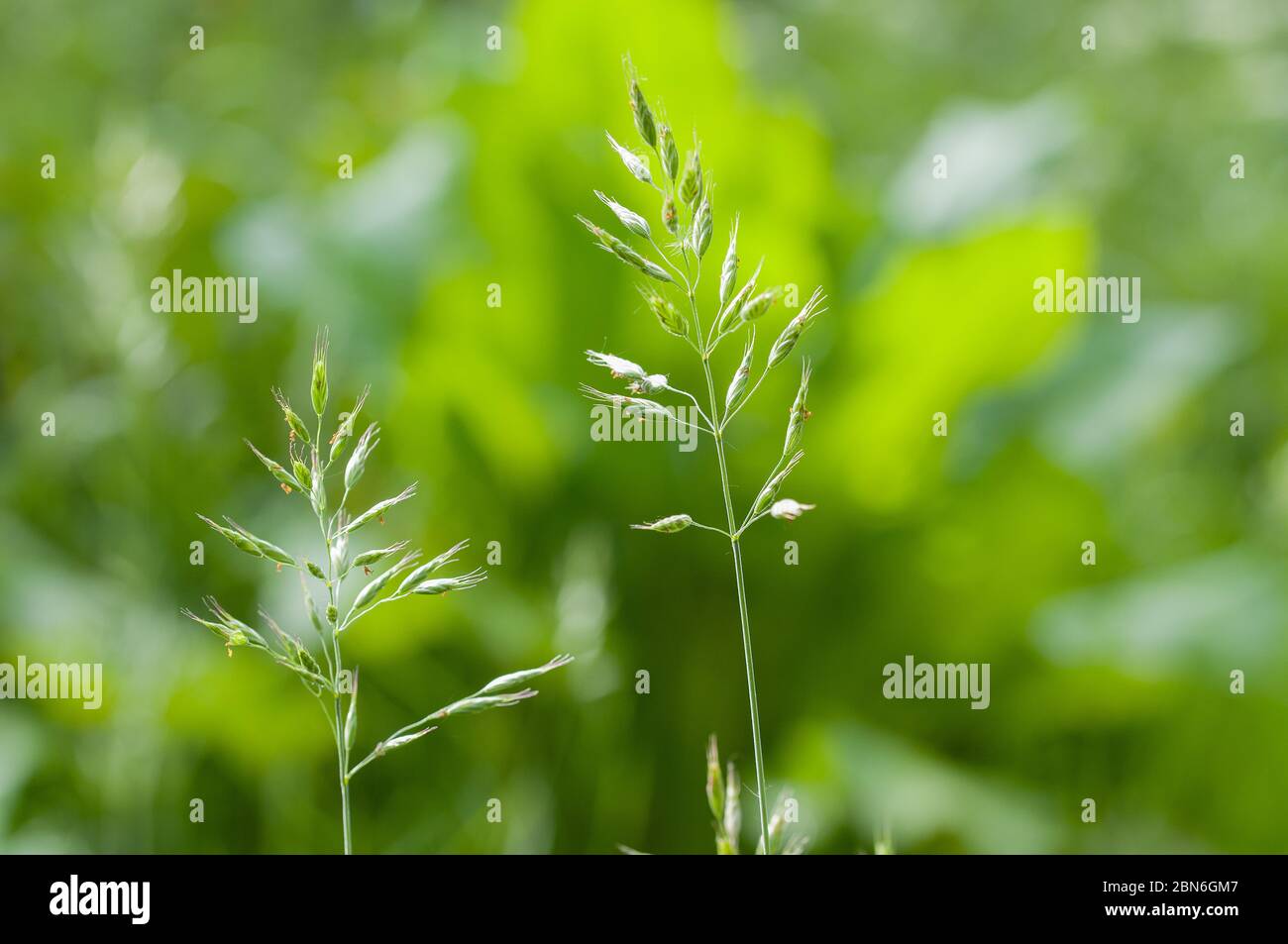 wild Tall grass Stock Photo - Alamy