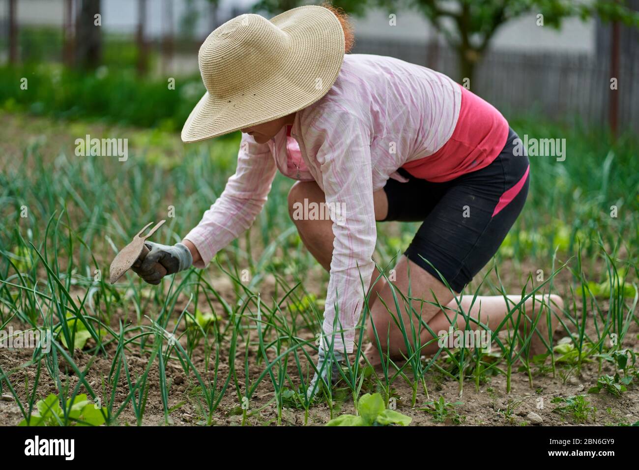 Farmer lady on the vegetables lawn, weeding and cultivating Stock Photo ...