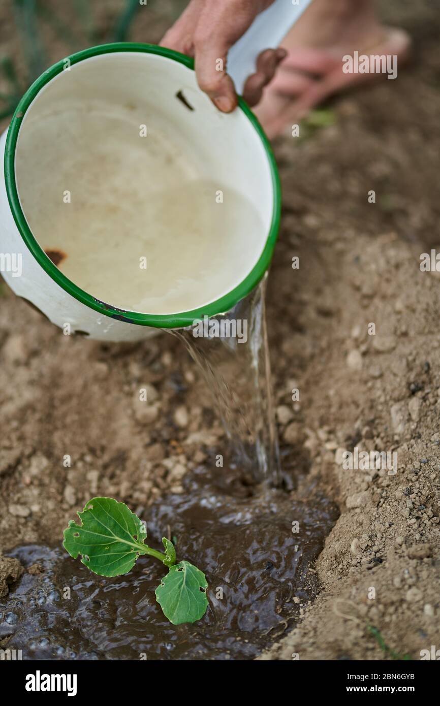 Watering cabbage seedlings in the garden, closeup shot Stock Photo - Alamy