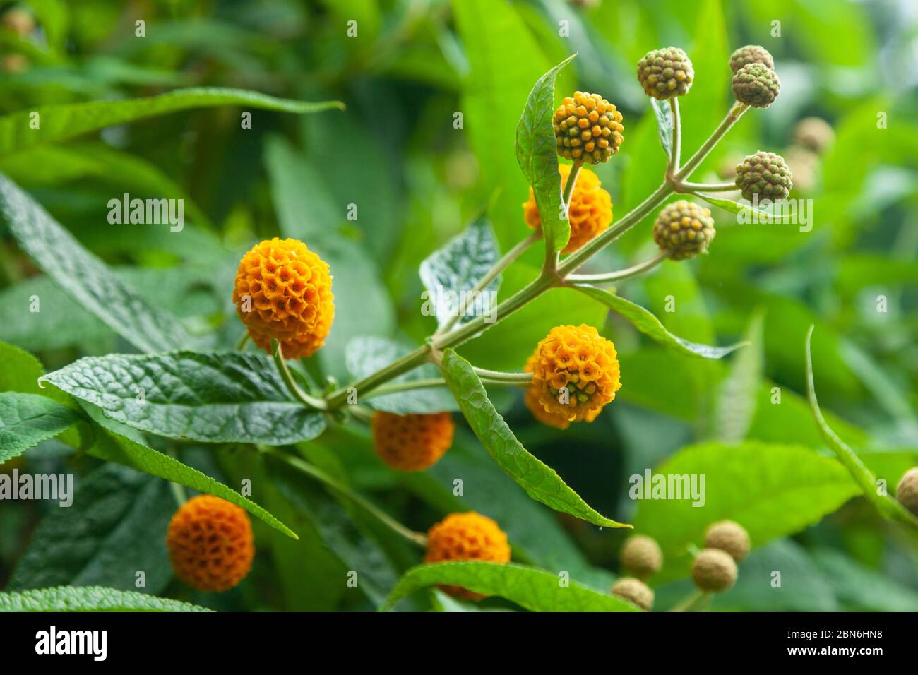 The Buddleia globosa ( Golden Ball ) growing in a garden in Fife ...