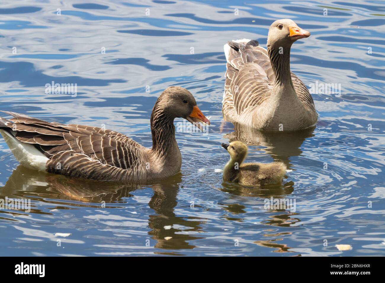 Family wild greylag geese hi-res stock photography and images - Alamy