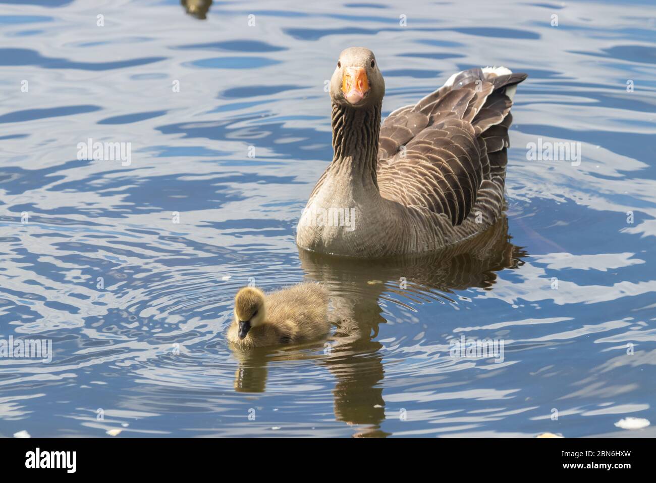 Greylag geese with young animals hi-res stock photography and images ...