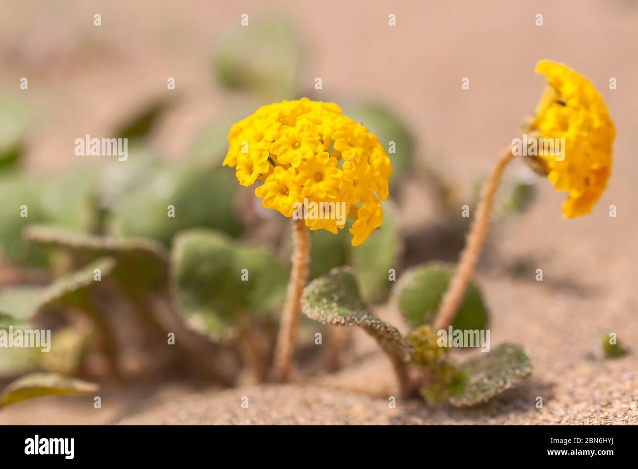 Yellow Sand Verbena (Abronia latifolia), Point Reyes National Seashore ...