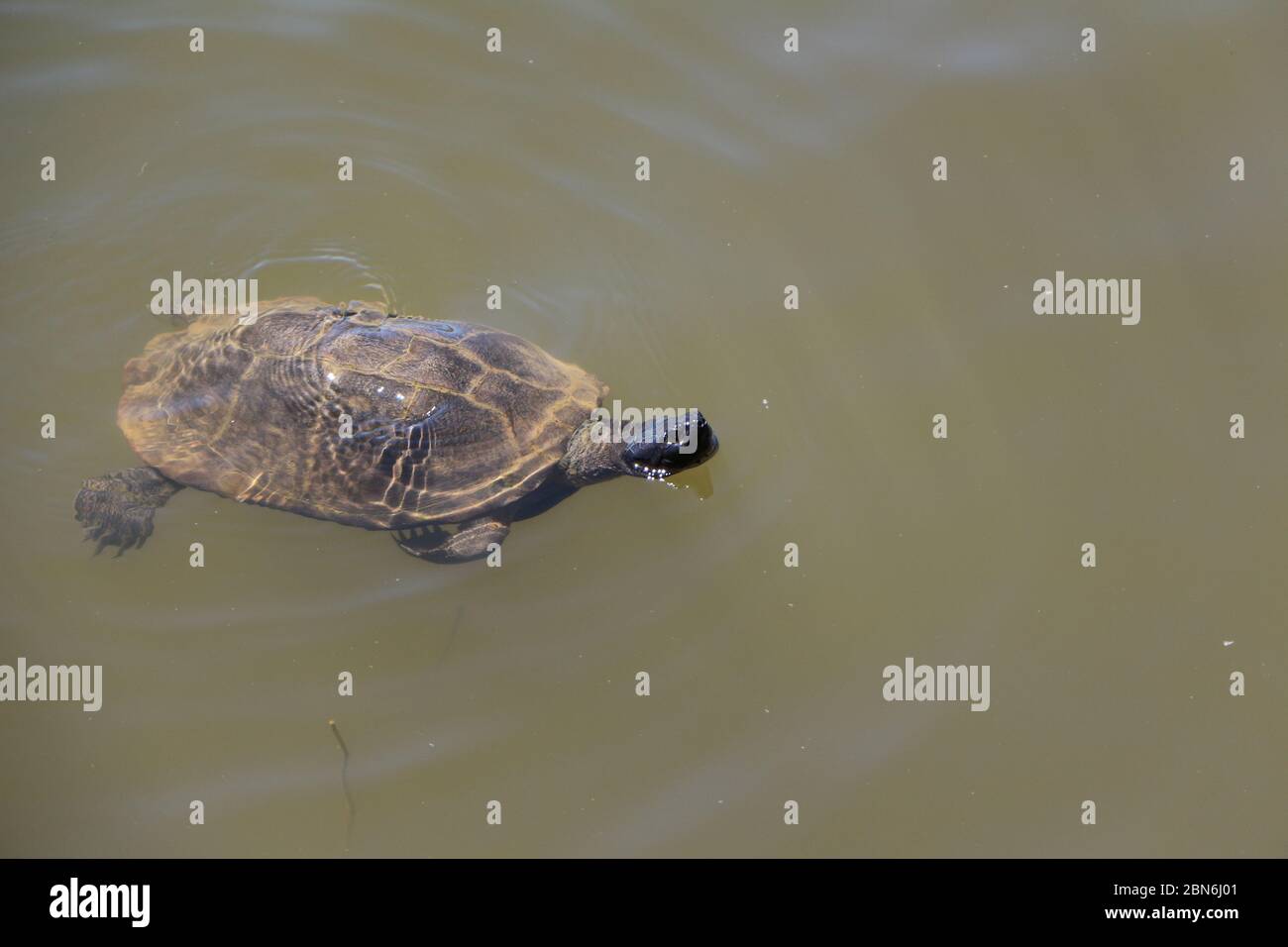 African reptiles hi-res stock photography and images - Alamy