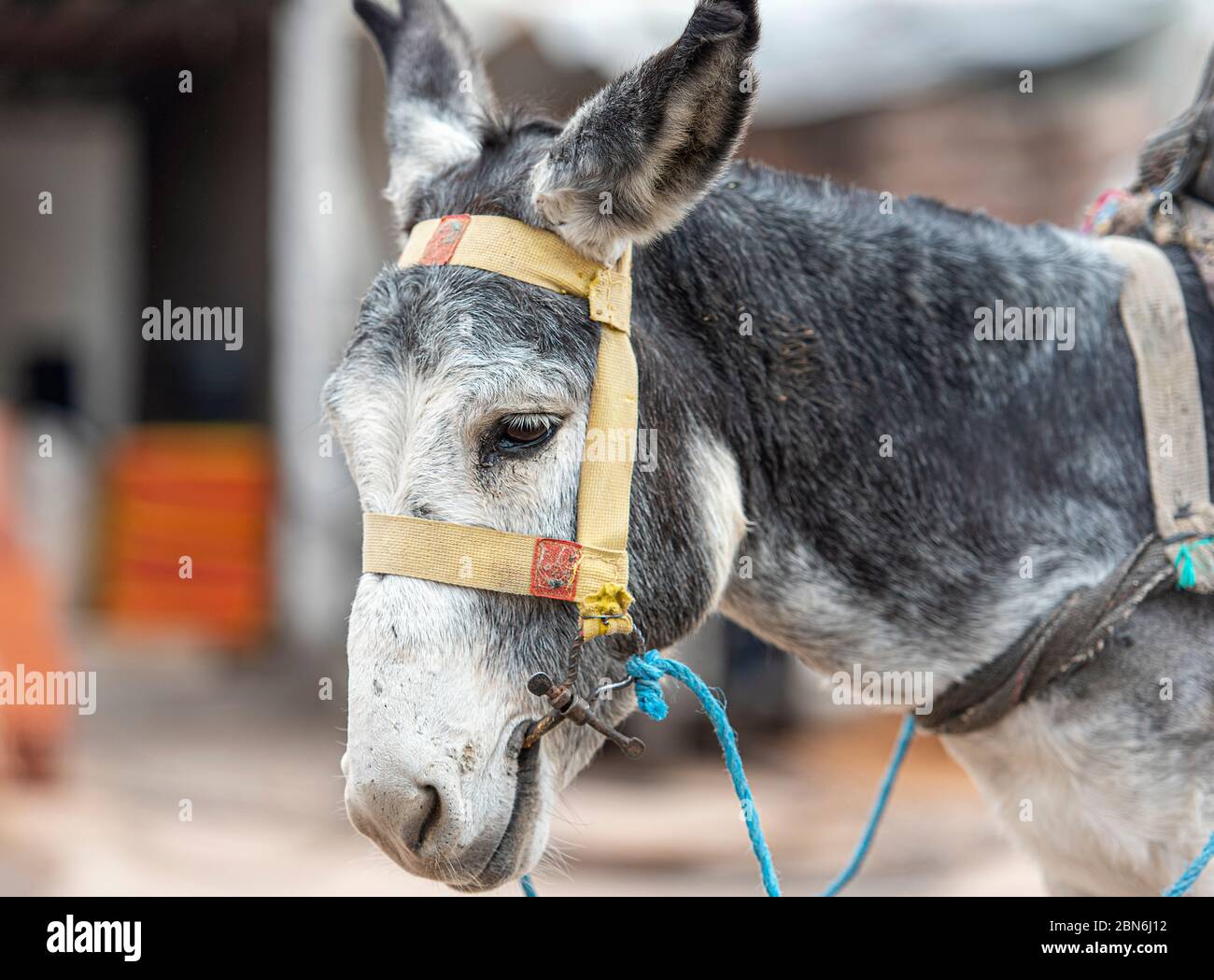 Sad, poor gray donkey in a street of Morocco, donkey at farm Stock ...