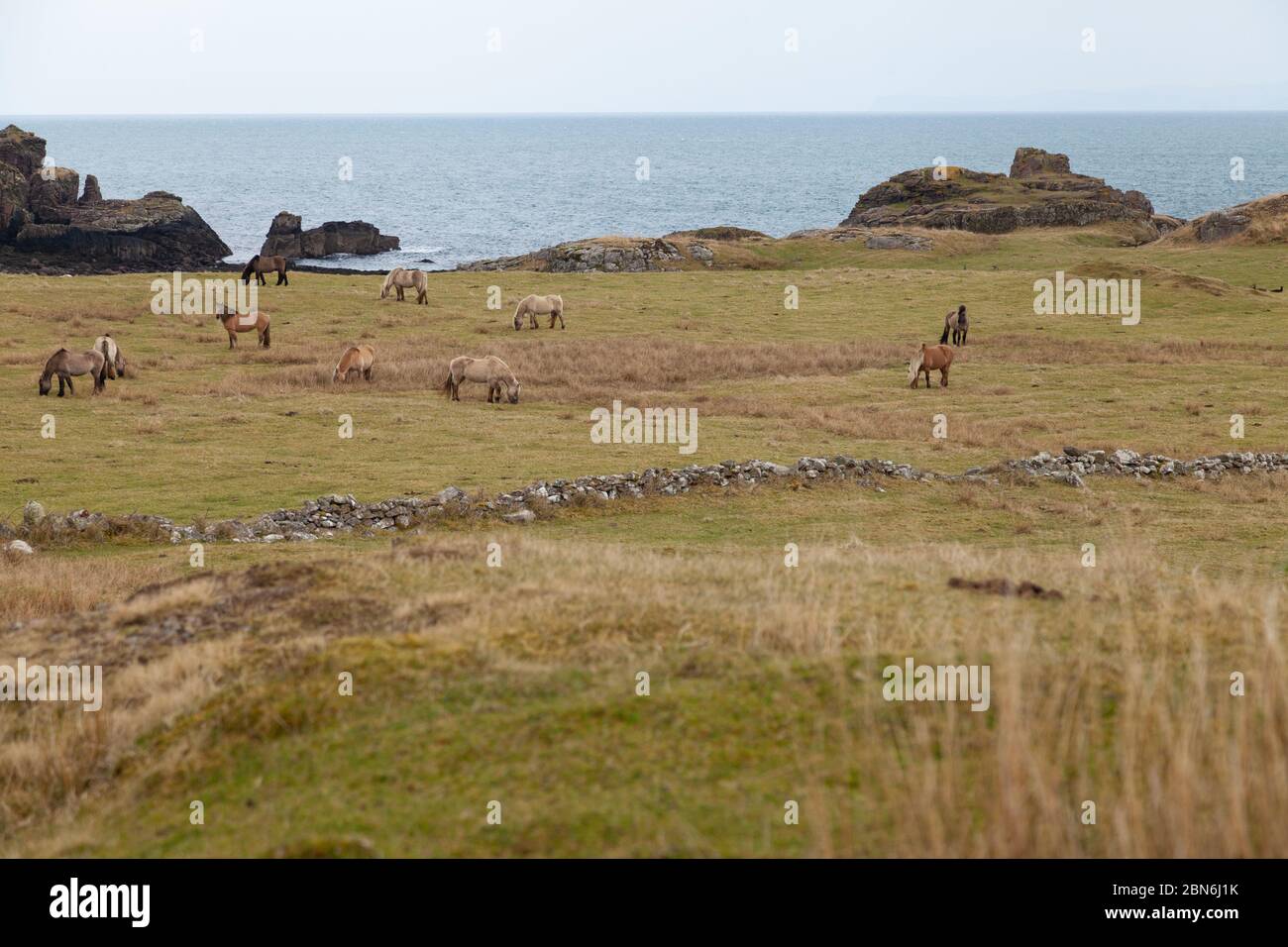 Rum ponies near Kilmory Bay on the isle of Rum, Scotland Stock Photo ...