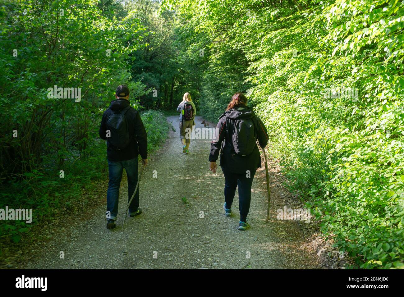 Group of three people walking and hiking in the woods Stock Photo - Alamy