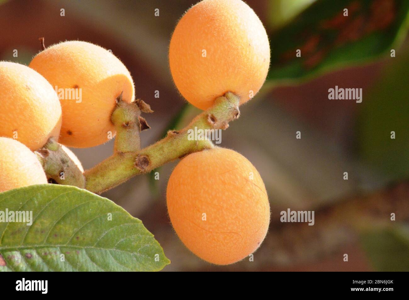 Nespole hi-res stock photography and images - Alamy
