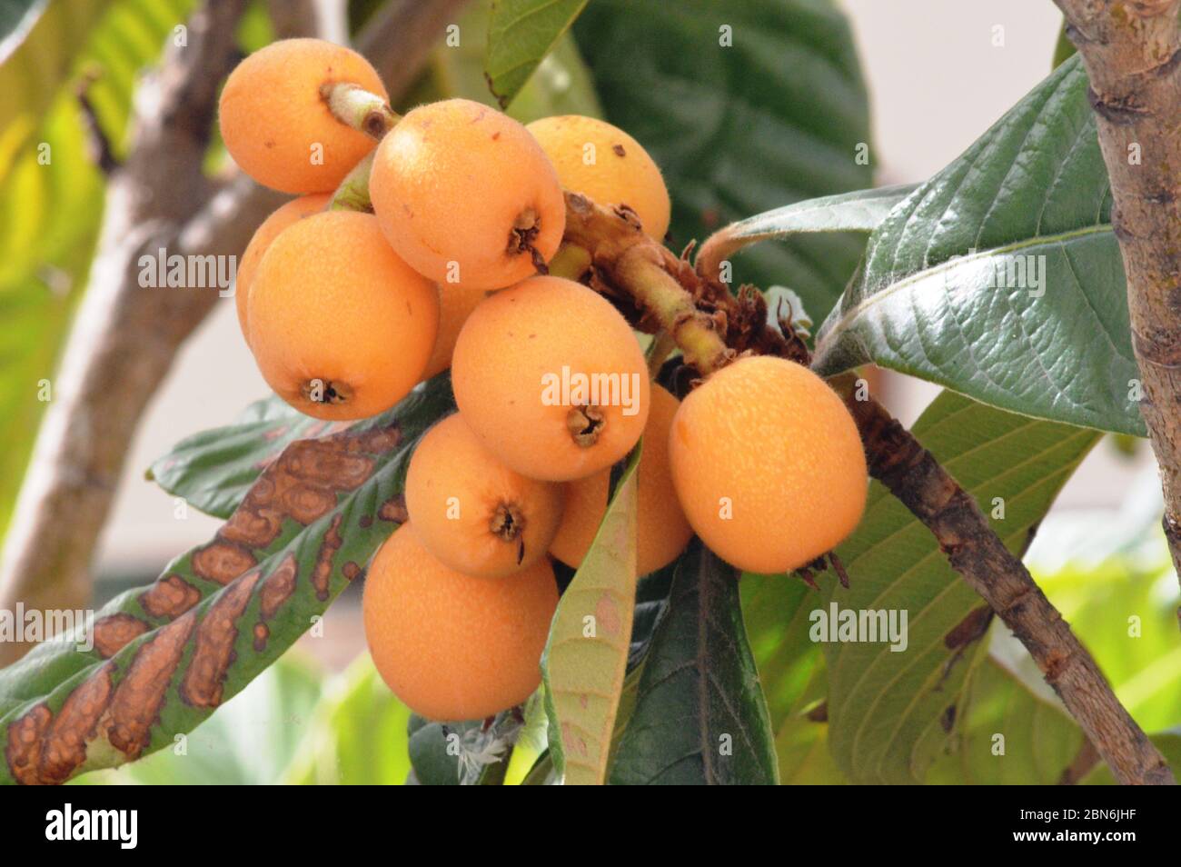 Nespole hi-res stock photography and images - Alamy