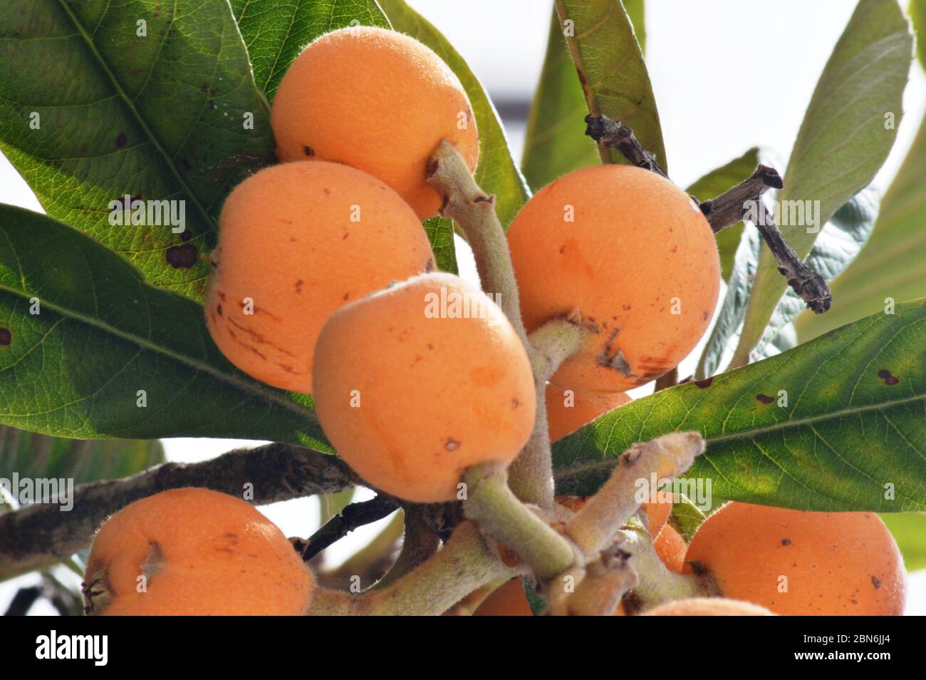 Nespole hi-res stock photography and images - Alamy