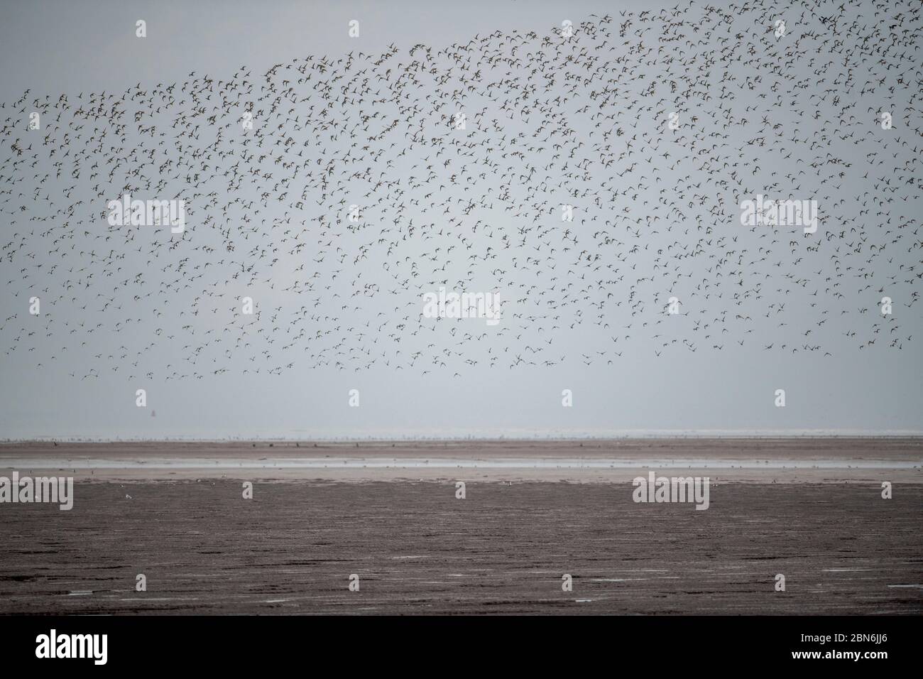 Large birds in flight hi-res stock photography and images - Alamy