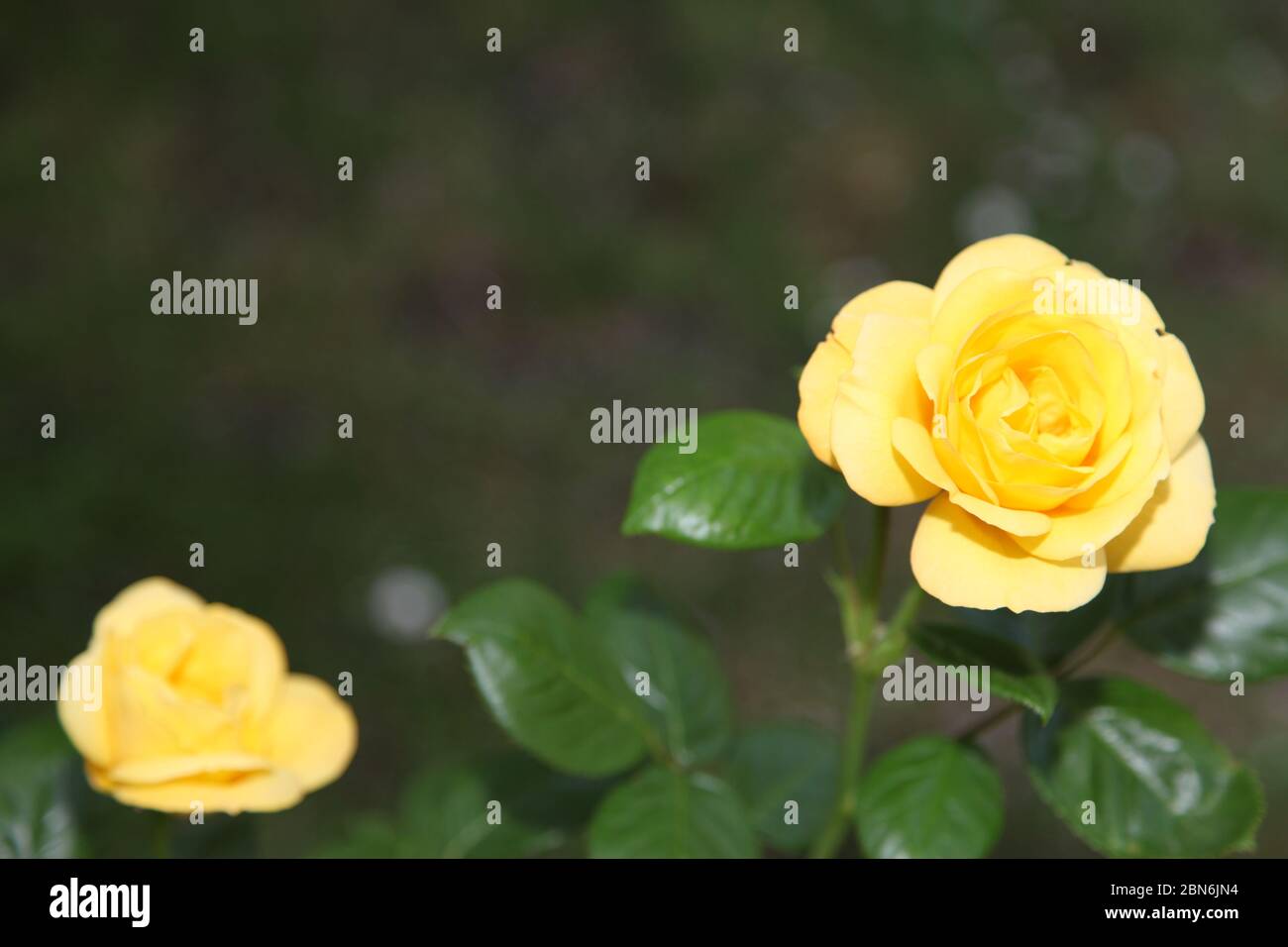Yellow rose bush growing outside hi-res stock photography and images ...