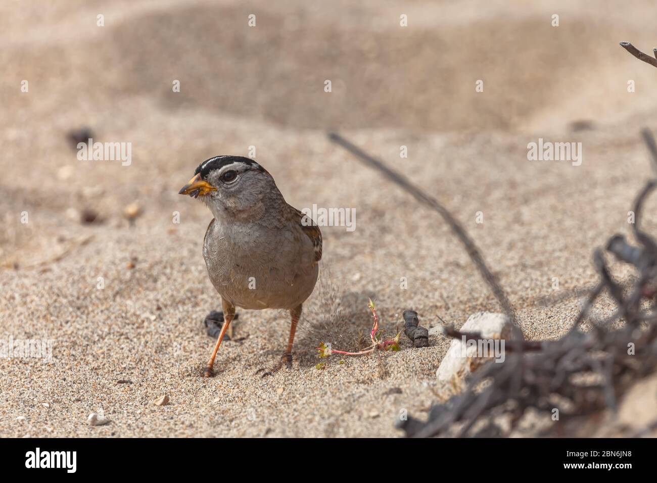 A white-crowned sparrow is foraging for food among the vegetation at ...